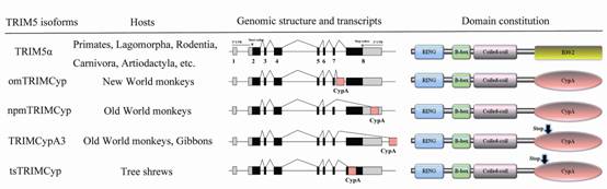 新型HIV病毒限制因子TRIMCyp起源和功能研究获得进展----中国科学院昆明动物研究所